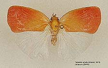 Papua Insects Foundation (Hemiptera/Auchenorrhyncha/leafhopper ...